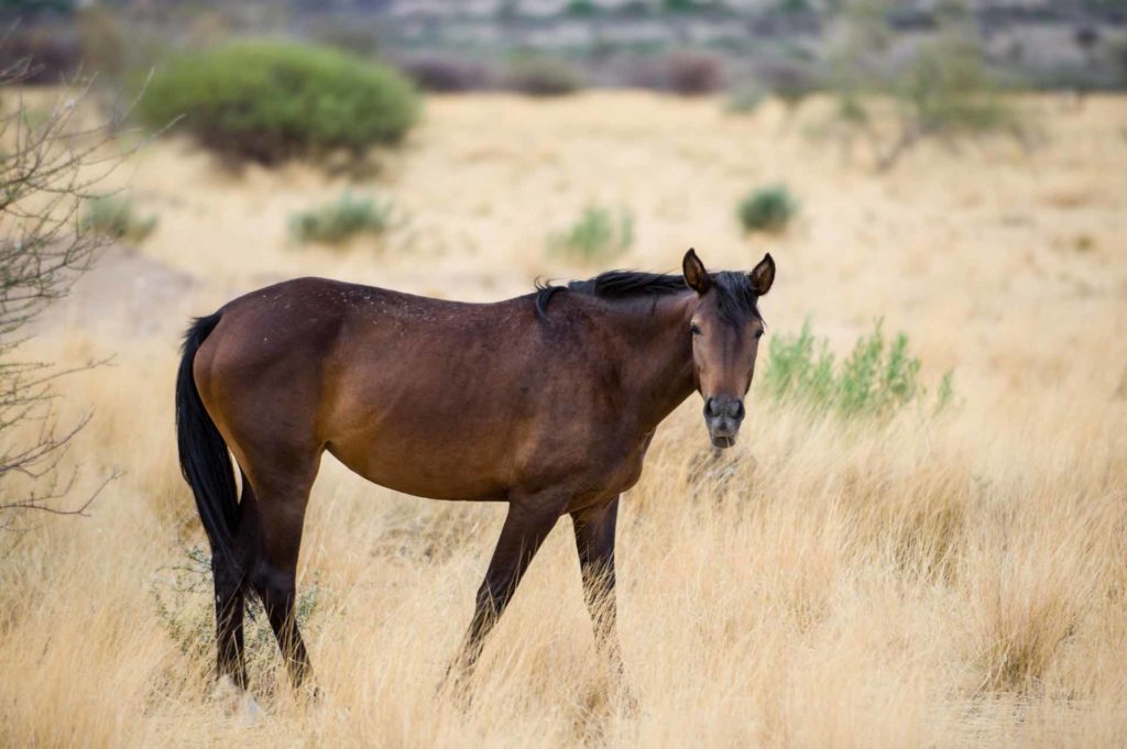 Basotho Horse | Etusis Lodge Namibia